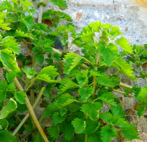 Deep South Kikos News: Thistle and Stinging Nettles